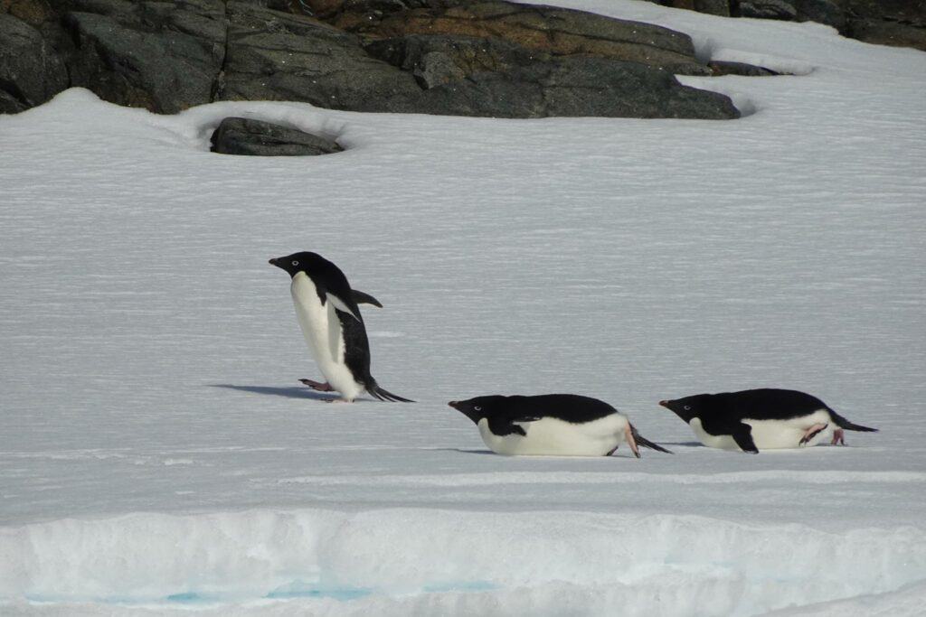Bosanka na kraju svijeta: Nisam znala da se i pingvini svađaju oko ...