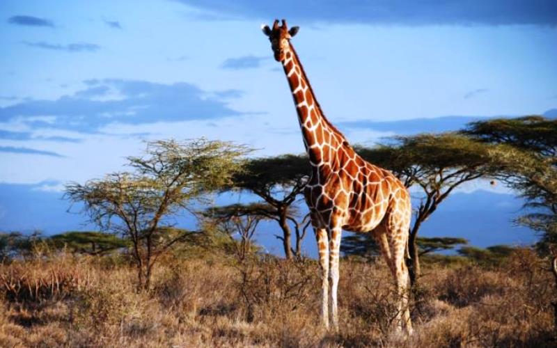 Na svijetu ne postoji samo jedna, nego četiri vrste žirafa - Zenit.ba