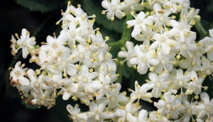 Znate li zašto je zova najpopularnija biljka Evrope? - Zenit.ba