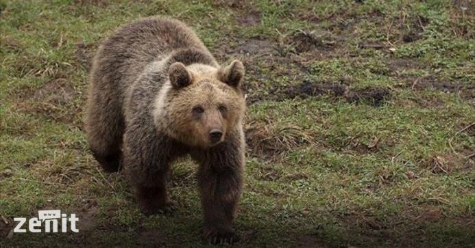 Na Vlašiću medvjed napao pastira - Zenit.ba